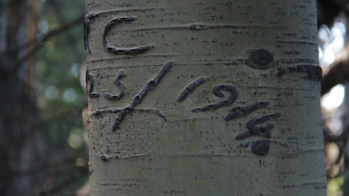Aspen Tree Carving 1940 - Rugged Stock Media