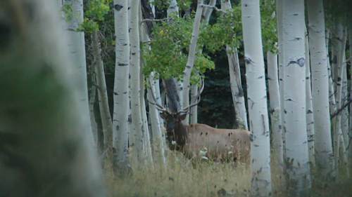 Bull Elk Walking through Aspen Trees - Rugged Stock Media