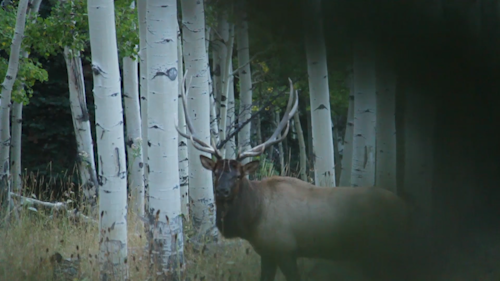 Bull Elk walking through the Aspen Trees - Rugged Stock Media
